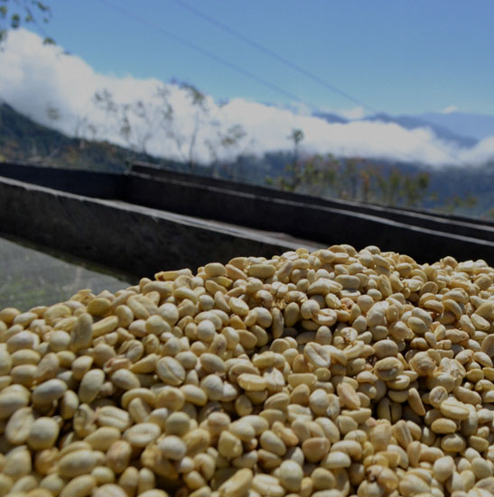 Los mejores cafés de la Sierra Nevada de Santa Marta - Café Divino